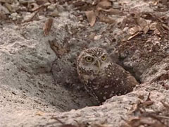 Hoot (2006) Movie Trailer | Movie-List.com