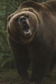 Bart The Bear Movie Trailers List | Movie-List.com