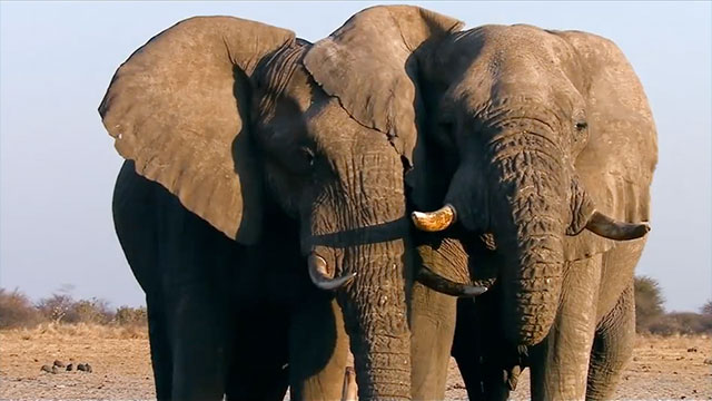 The Ivory Game (2016) Movie Trailer | Movie-List.com