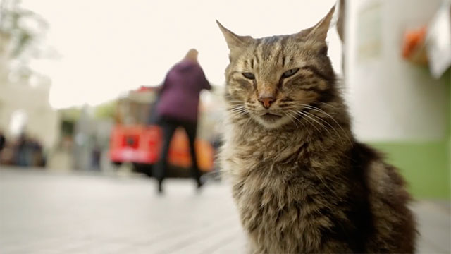 Kedi (2017) Movie Trailer | Movie-List.com