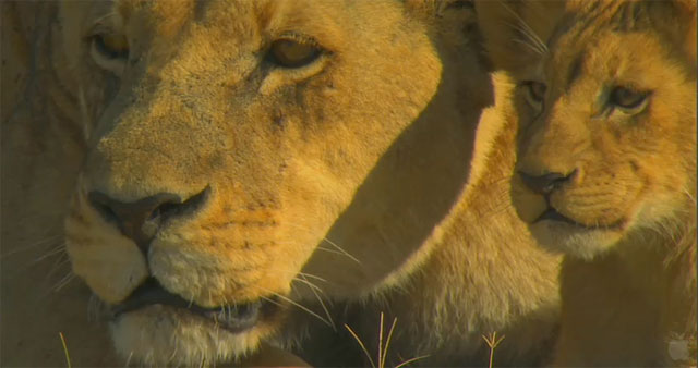 The Last Lions (2011) Movie Trailer | Movie-List.com