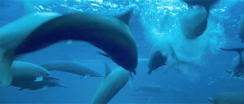 Oceans (2010) Movie Trailer | Movie-List.com