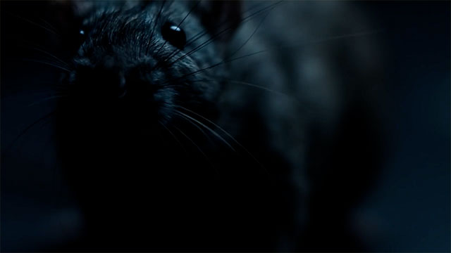 Rats (2016) Movie Trailer | Movie-List.com